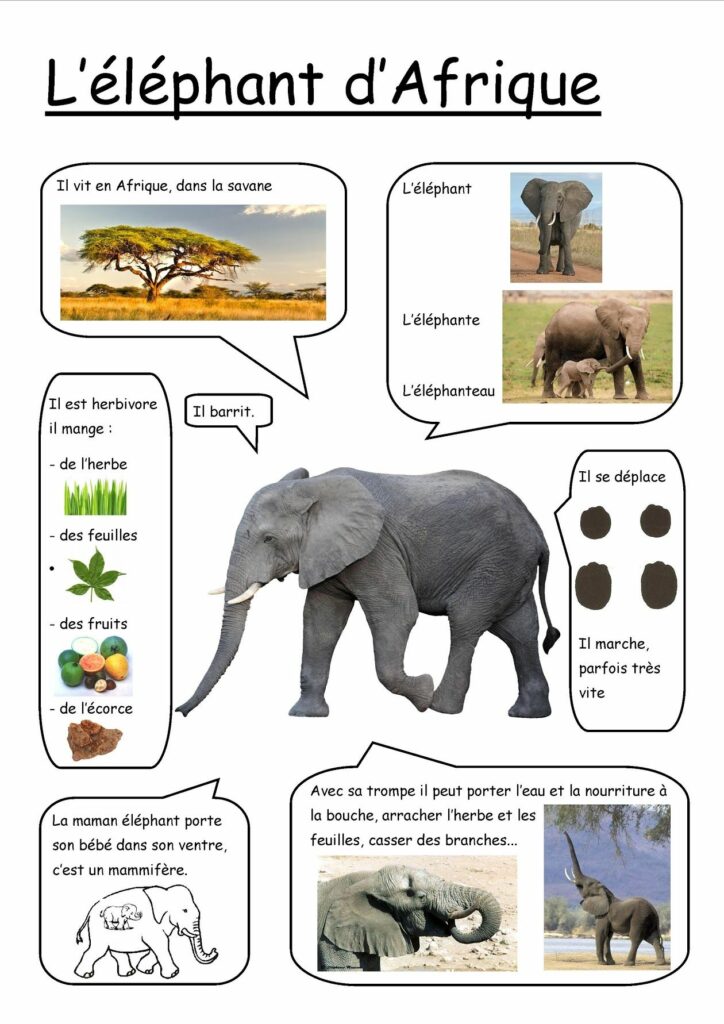 Les animaux | Le français du primaire