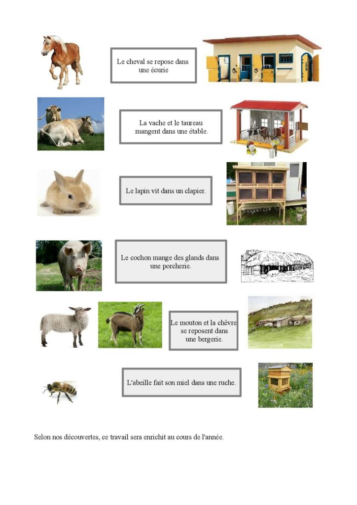 Les animaux et leurs maisons | Le français du primaire